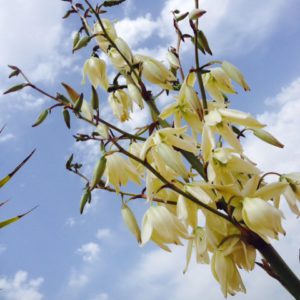 Capodanno cinese 2026: l'anno del Cavallo di Fuoco | RDD