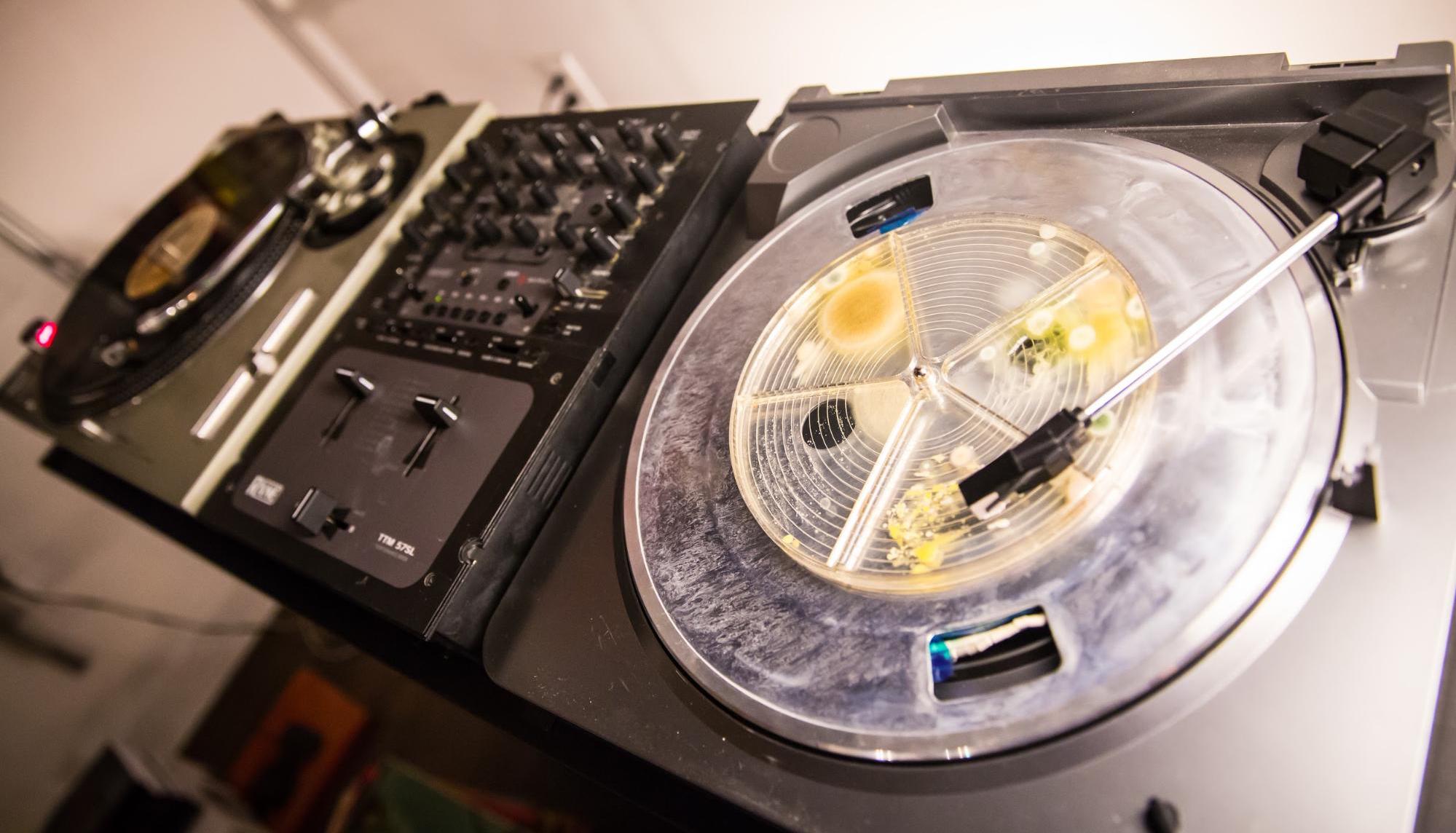 Ani Liu, l'artista tra creatività e scienza - Roba da Donne