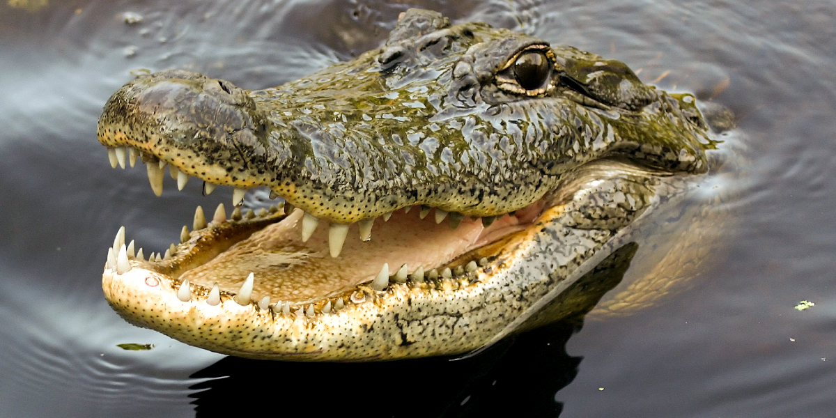 Perché si dice 'fare lacrime di coccodrillo'? | RDD