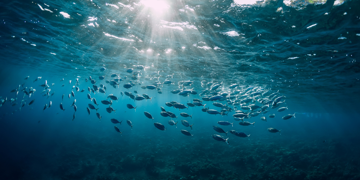 Perché l'acqua del mare è salata? | RDD