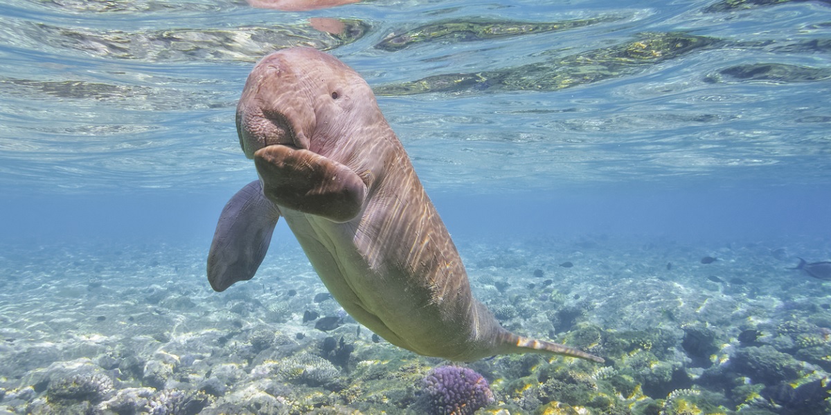 Il dugongo è ufficialmente estinto: l'abbiamo sterminato | Roba da Donne