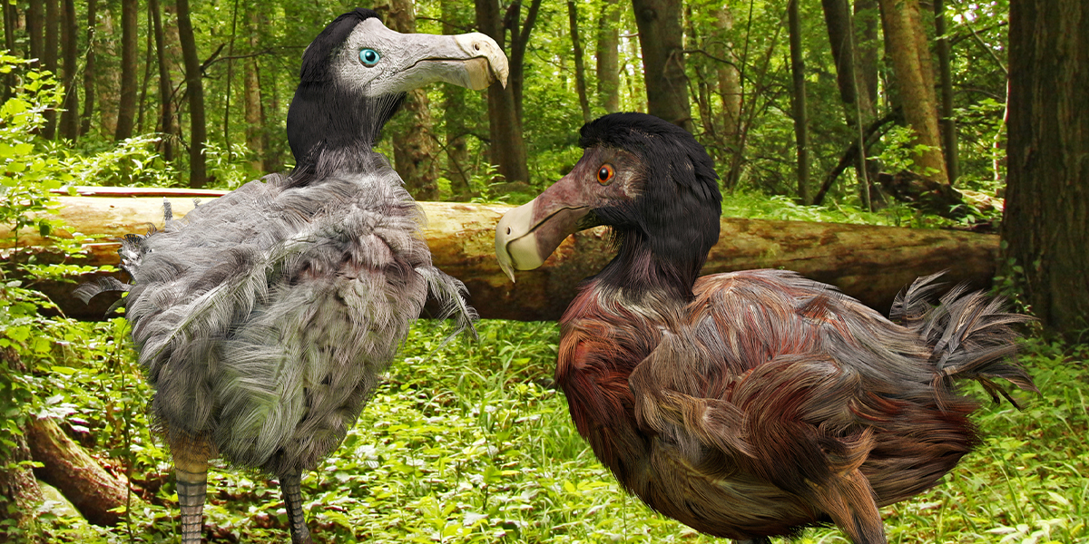 Questi scienziati vogliono de-estinguere il dodo cioè riportarlo in ...