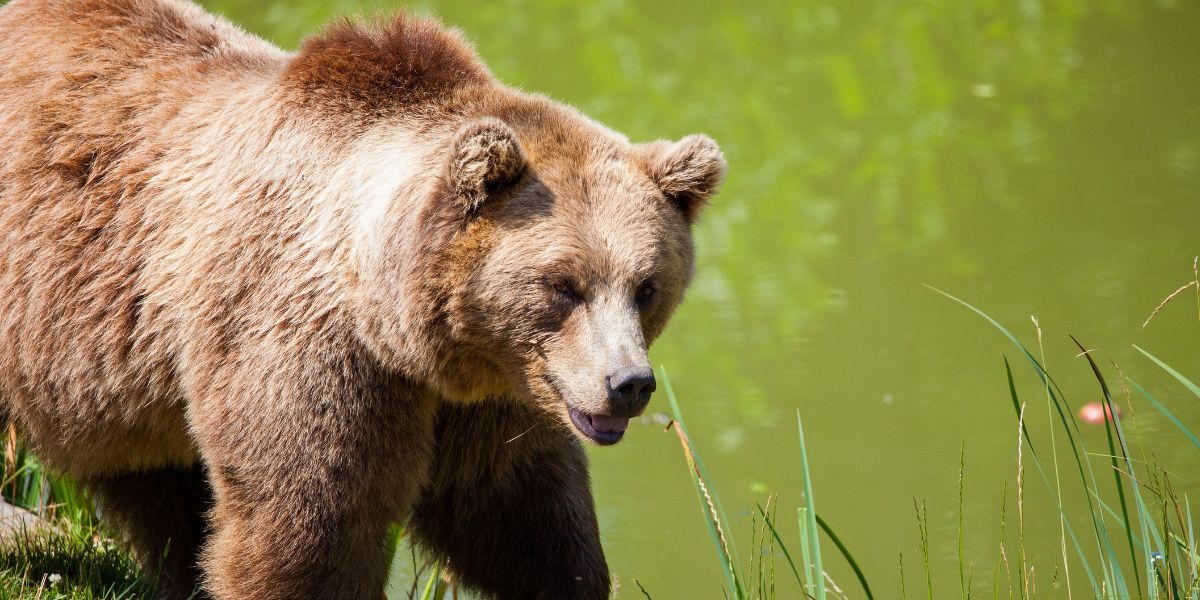 L'orso MJ5 non sarà abbattuto: è arrivato lo stop del Tar | RDD