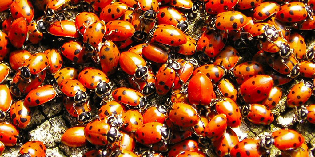 Feromoni, come funzionano i 'profumi della seduzione' | Roba da Donne