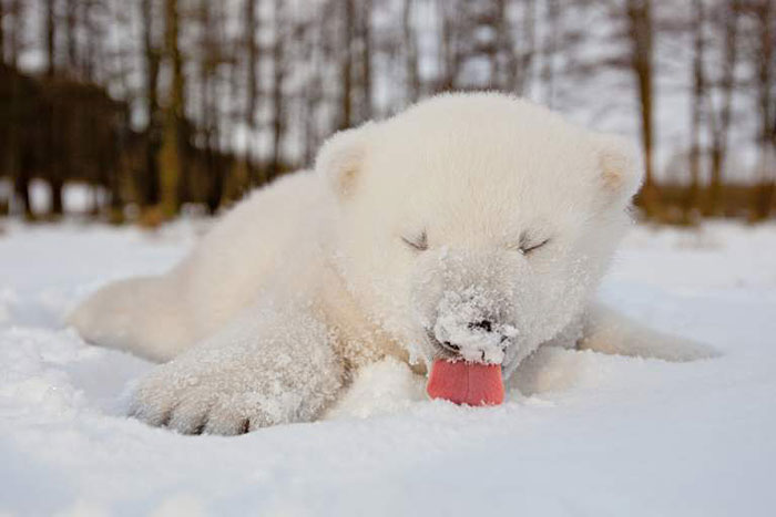 Cuccioli Di Animale Che Vedono La Neve Per La Prima Volta | RDD
