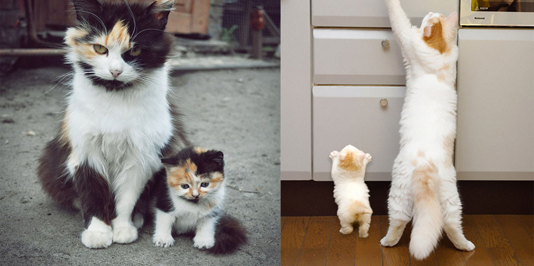 15 Adorabili Gatti con la loro copia in 'miniatura' | RDD