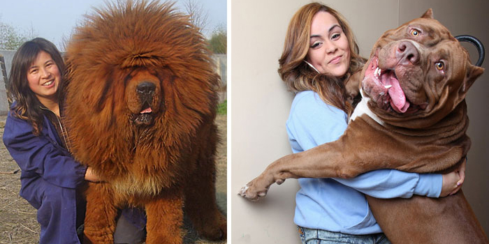 30 Buffe Foto di Cani che Non Sanno di Essere Enormi | RDD